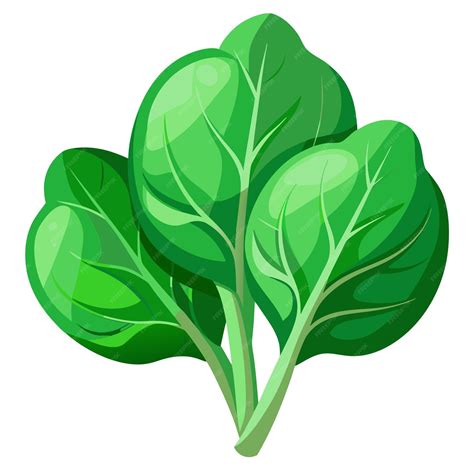 Spinach Clipart Cartoon Style Vector Illustration Premium Ai