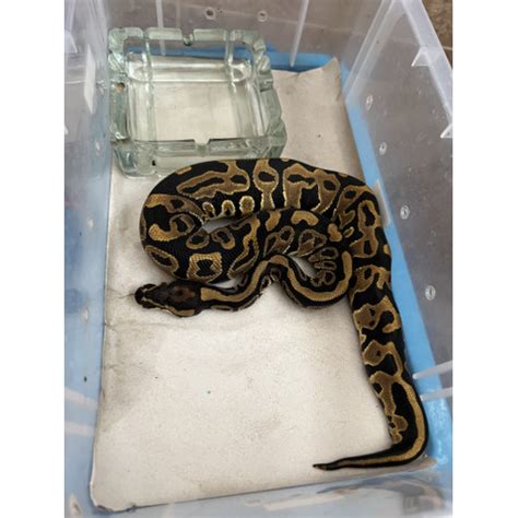 Jual Ball Python Leopard Het Lavender Ph Clown Female Ball Python