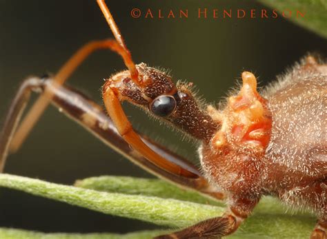 Minibeast Wildlife Rainforest Encounters Assassins On The Prowl