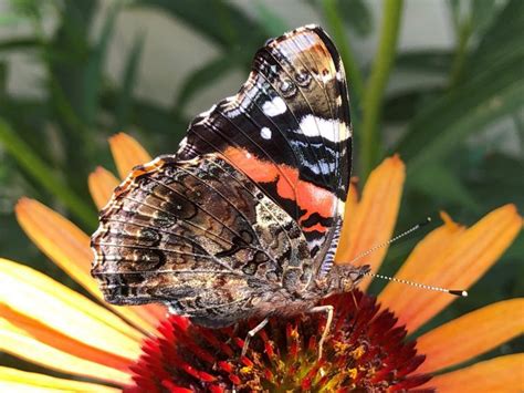 Red Admiral Butterfly Delaware Nature Society