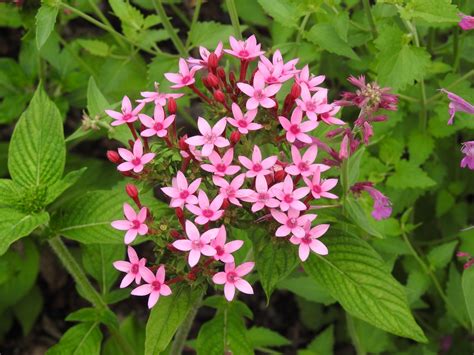 Egyptian Starcluster Pentas Lanceolata Care Guide