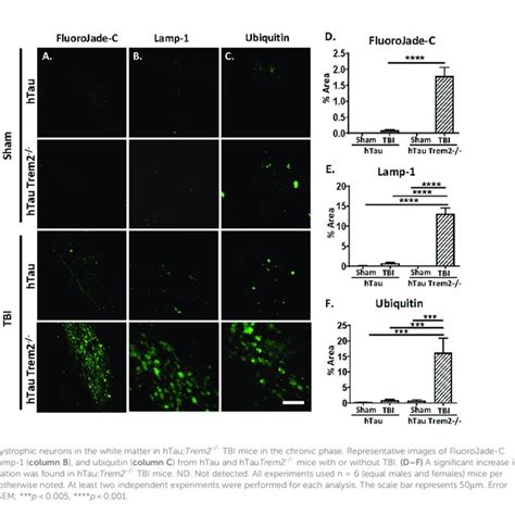 Tau Biosensors Detect Tau Seeds In Homogenates From Ms Brains A
