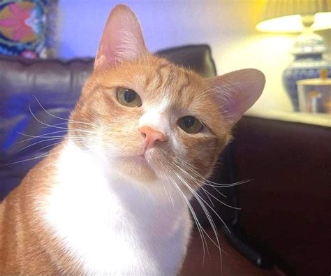 I Drew Chibi Lynette R Genshin Impact