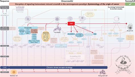 Simplified Scheme Of Transcriptional Coactivator Yes Associated Protein