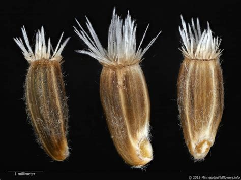 Centaurea Stoebe Spotted Knapweed Minnesota Wildflowers