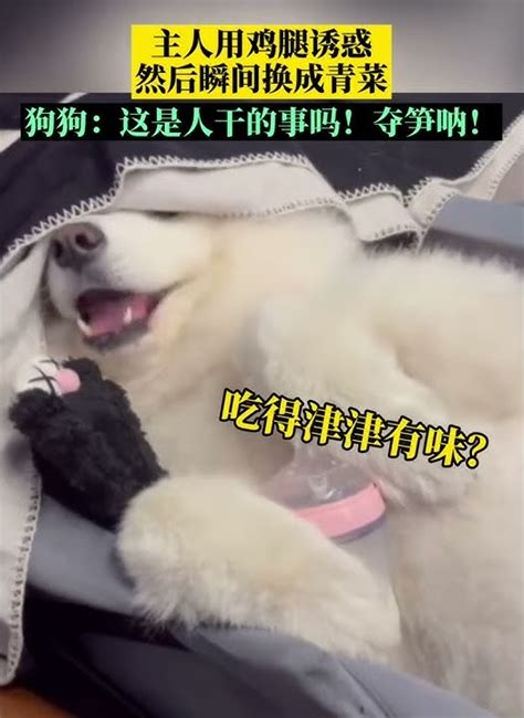 狗挑食不爱吃青菜，为了让狗吃青菜，铲屎官也是拼了 Youtube