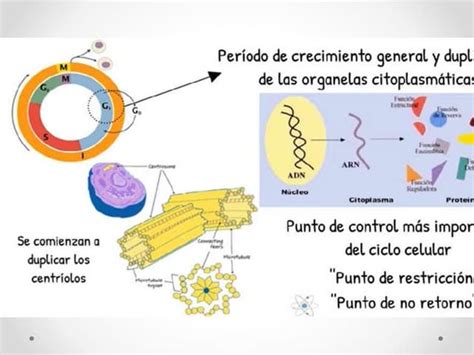 Interfase Primera Fase Del Ciclo Celular Ppt