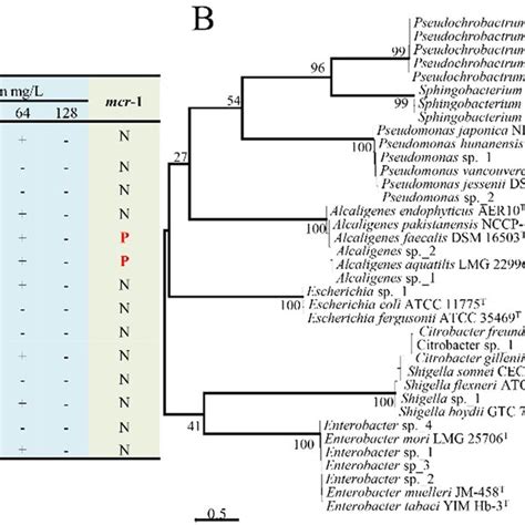 Isolation And Identification Of Colistin Resistant Bacterial Strains