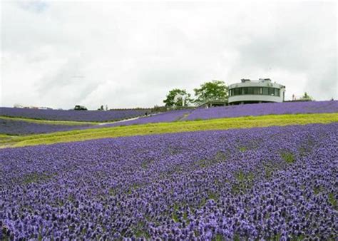 Hokkaido Lavender Fields 6 Best Places In Furano To See Japans