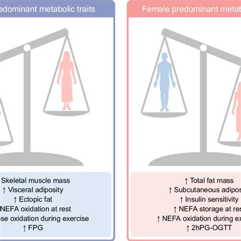 Main Sex Dimorphisms In Body Composition And Metabolic Homeostasis In