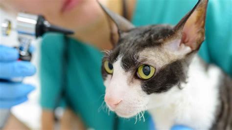 Otitis In Cats Causes Signs And Essential Care