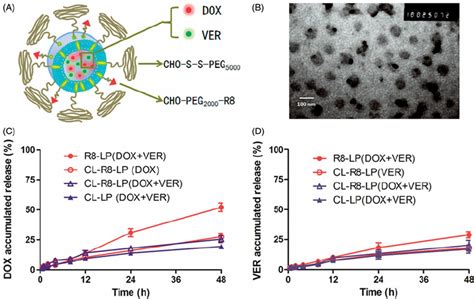 Characterization Of Liposomes Schematic A And Transmission Electron