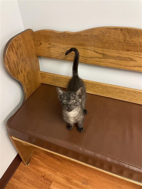 Your Go To Dewormer Medication Rcatcare