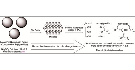 Triglyceride Hydrolysis