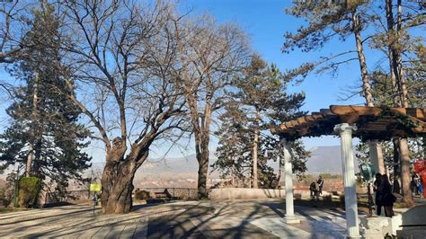 Beli Dud U Niškoj Banji Star Oko 150 Godina Je Turistički Dragulj