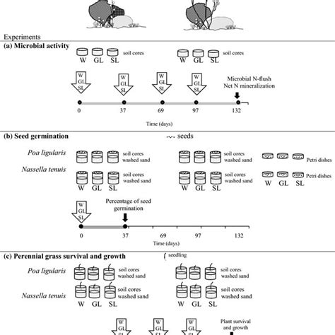 Schematic Representation Of Plant Patches Without And With The Download Scientific Diagram
