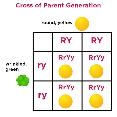 Dihybrid Crosses — Definition And Examples Expii