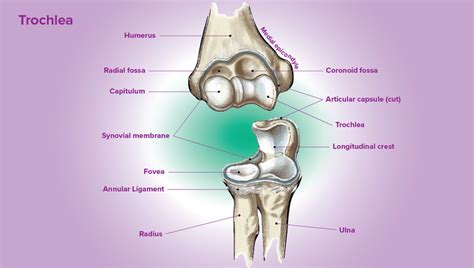 Trochlea Bio Lexicon