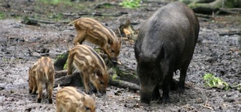 Lepri Notizie Da Abruzzo24ore