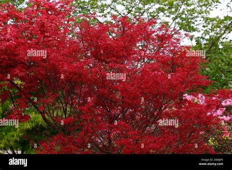 Closeup Of The Vibrant Red New Spring Leaves Of The Low Growing