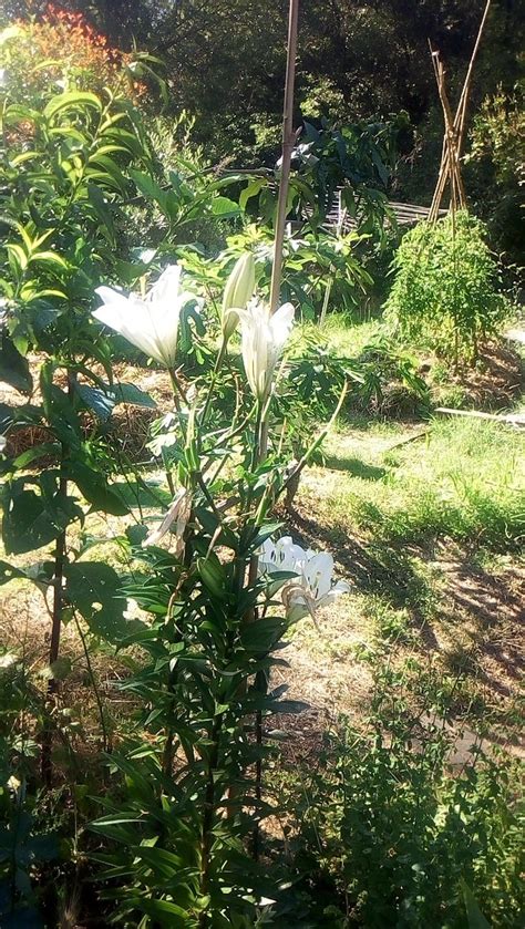 White Flower In Lush Greenery