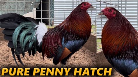 Pure Hatch Gamefowl