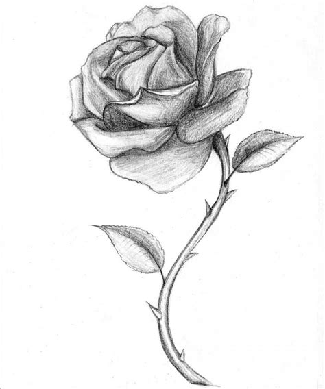 Rose Sketch Drawing Photo Drawing Skill