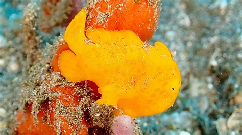 Activities Archive Candi Beach Resort And Spa