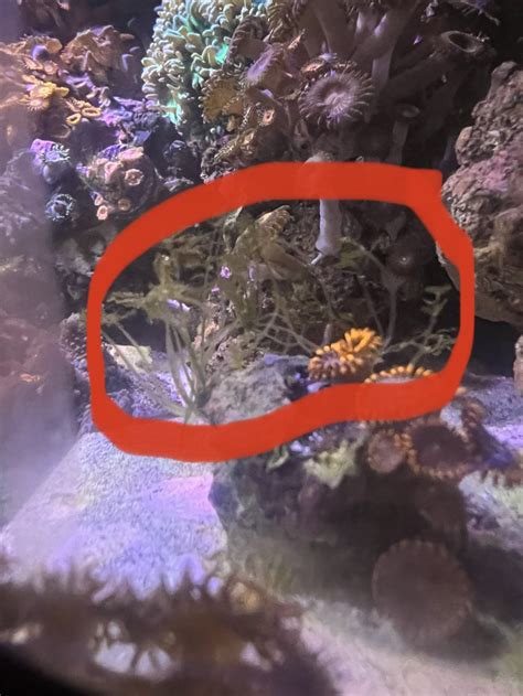 Algae Id Reef2reef Algae Id Reef2reef