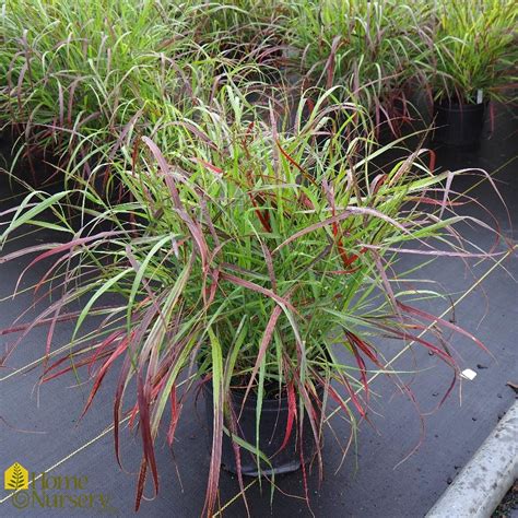 Panicum Virgatum Ruby Ribbons™ Switchgrass From Home Nursery