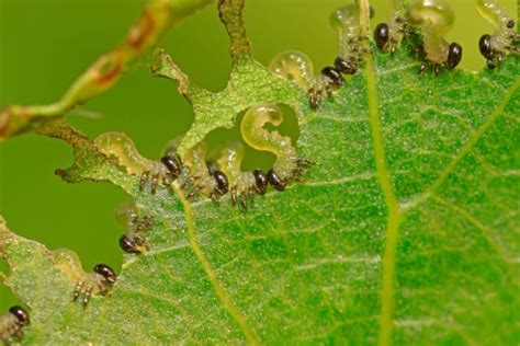 9 Bugs And Insects That Love Eating Geraniums Pest Pointers