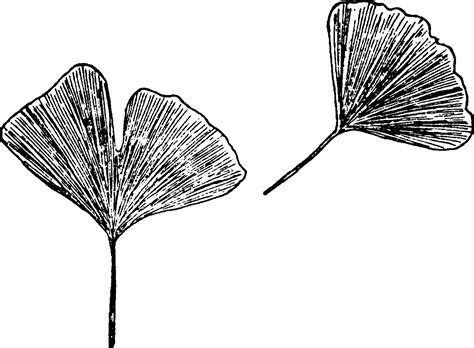 Leaf Gingko Plant Fan Shaped Vintage Illustration 13608811 Vector Art At Vecteezy
