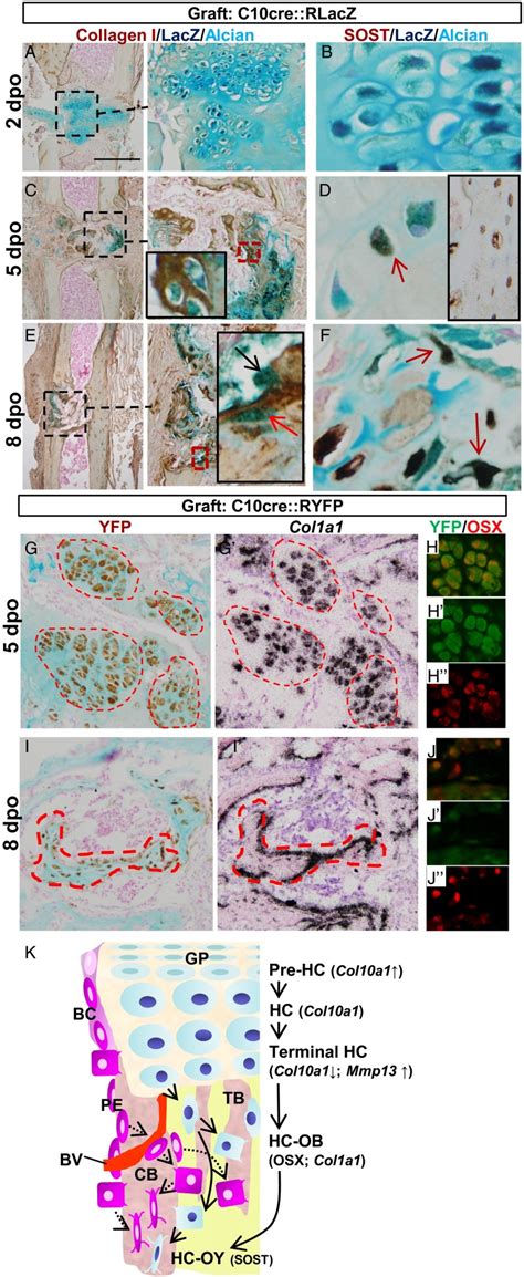 Hypertrophic Chondrocytes Can Become Osteoblasts And Osteocytes In
