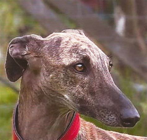 Seelentrost Tierwork E V