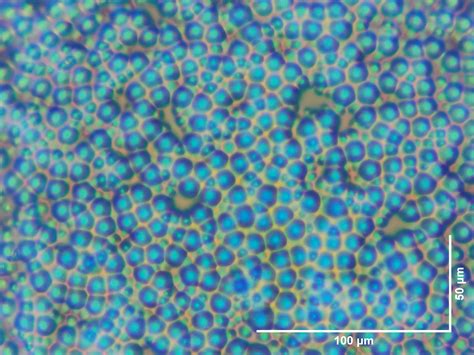 Lcd Screen Light Diffuser 600x Rmicroscopy