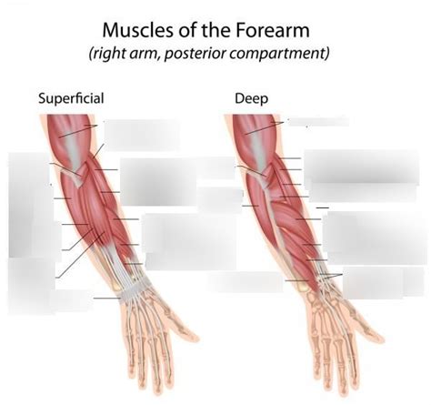 Forearm Extensors Diagram Quizlet