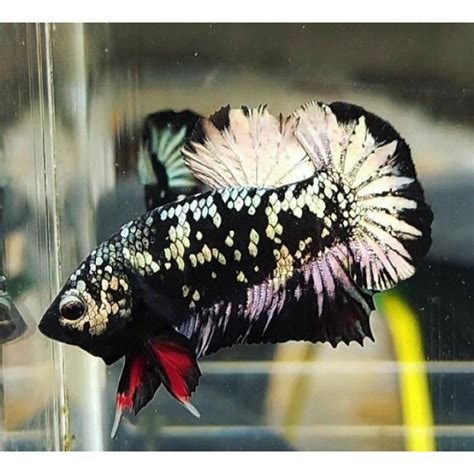 Jual Bahanan 2 5 Bulan Cupang Avatar Coper Best Seller Random Kelamin Shopee Indonesia