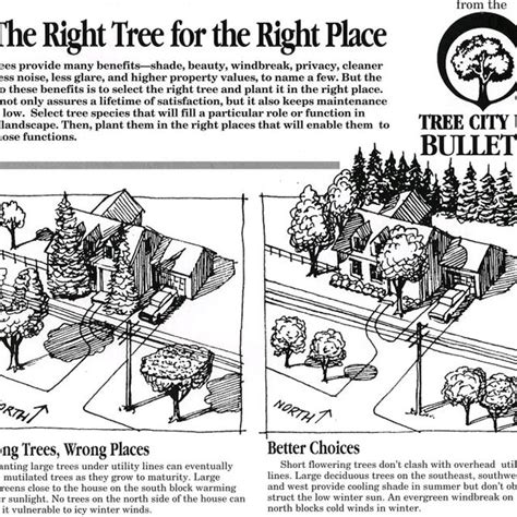 2 Tree Species And Geometries For Summer Shading And Winter Irradiance