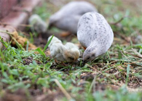 King Quail Breed Everything You Need To Know About Them