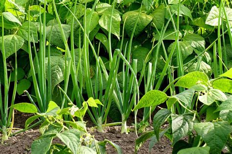 15 Best Green Bean Companion Plants And 3 To Avoid