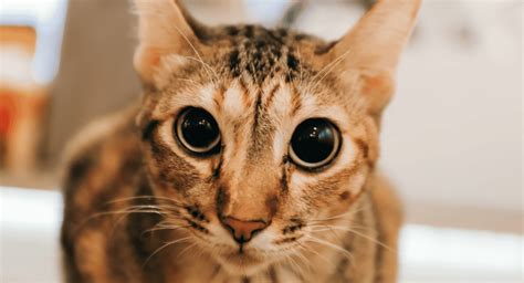 Dilated Pupil Cat