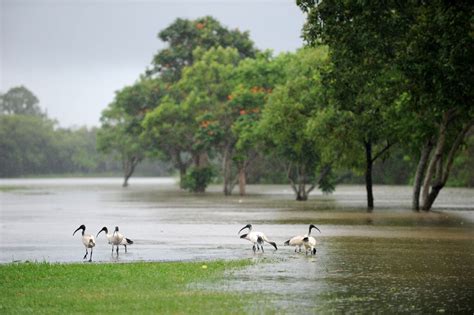 Flooding Hits Bundaberg The Courier Mail