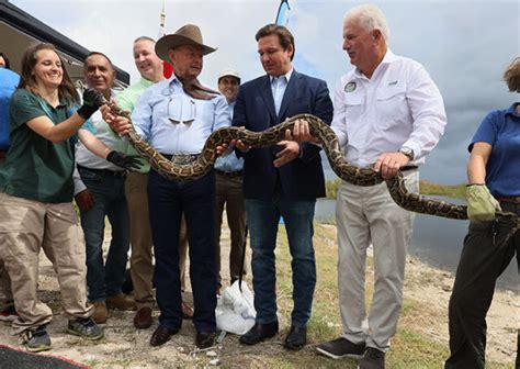 Ron DeSantis kicks off Florida’s annual python challenge