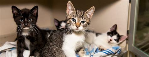 Aspca Kitten Nursery Caring For Neonatal Cats Aspca