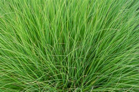 A Dense Tuft Of Green Ornamental Grass Grows In A Rounded Form Stock Image Image Of