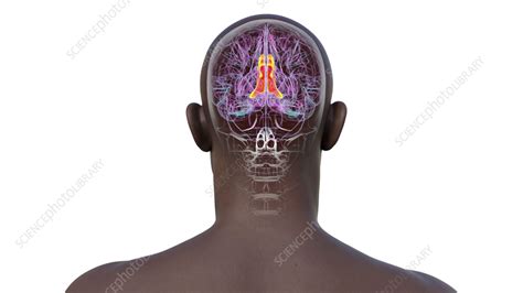 Cingulate Gyrus Illustration Stock Image F0437544 Science Photo