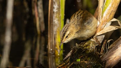 John Wall Feather And Fur Photography Sedge Warbler 25 09 2025