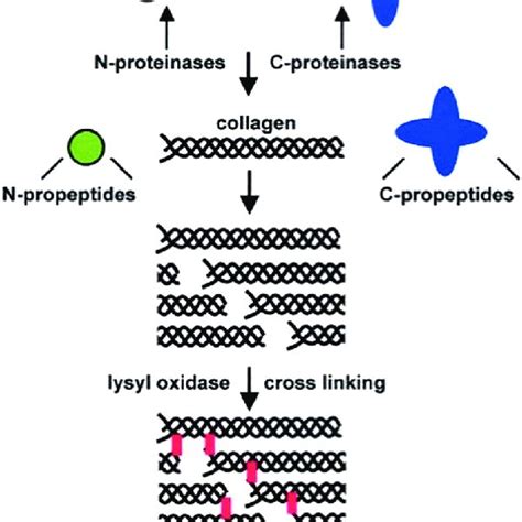 Schematic Representation Of The Hierarchical Organization Of Collagen