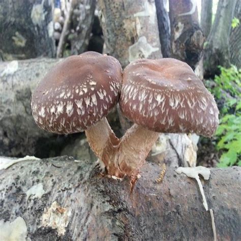 Shiitake Mushroom Spawn Home Gardening Darazpk