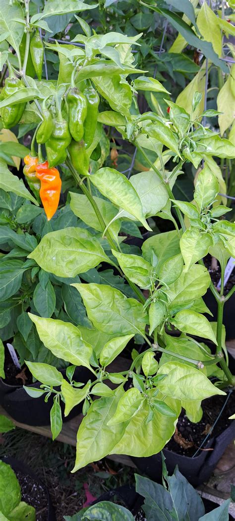 Help Pepper Identification Rpepperlovers